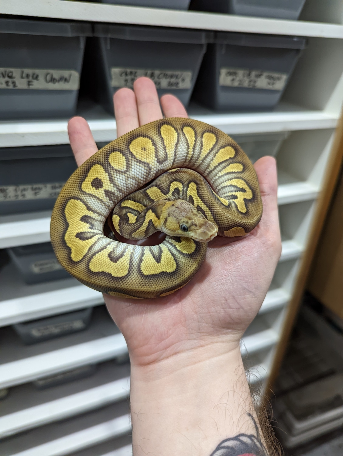 Chocolate Mojave Lace Clown Ball Python by Spaids Reptiles - MorphMarket