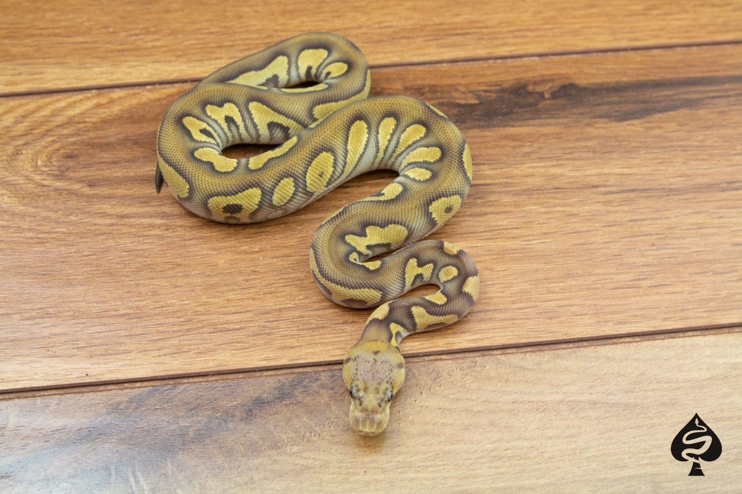 Chocolate Mojave Lace Clown Ball Python by Spaids Reptiles - MorphMarket