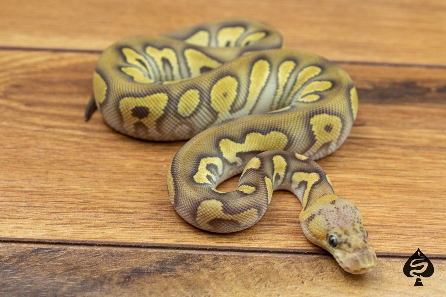 Chocolate Mojave Lace Clown Ball Python by Spaids Reptiles - MorphMarket