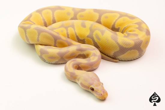 Super Pastel Candy 66% Het Genetic Stripe Ball Python by Spaids Reptiles