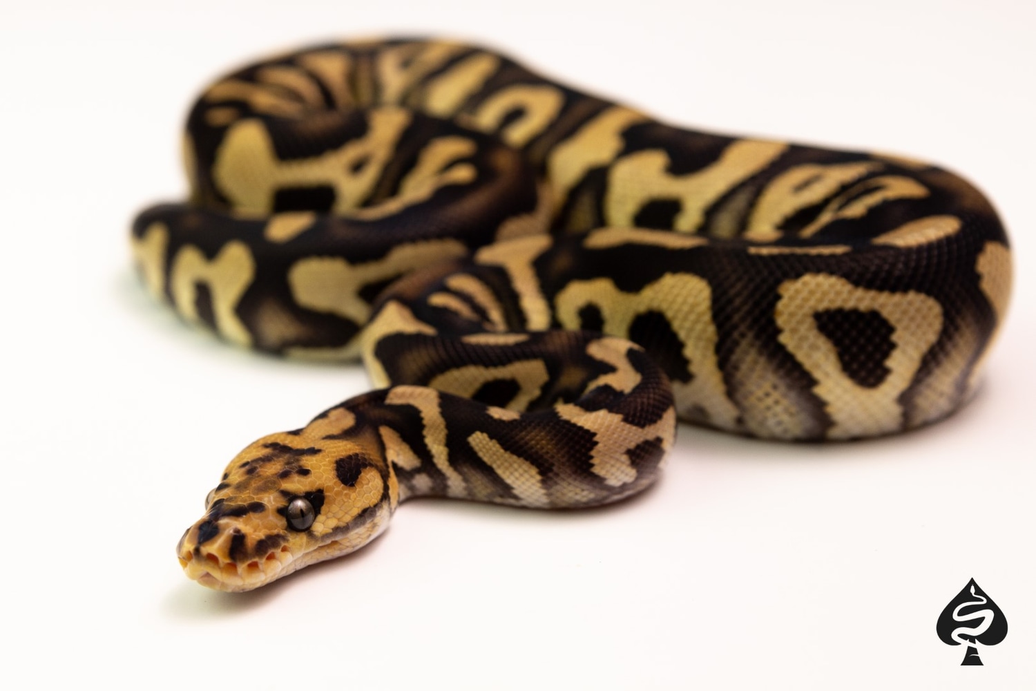 Dark Knight (Spotnose Chocolate Clown) Ball Python by Spaids Reptiles ...