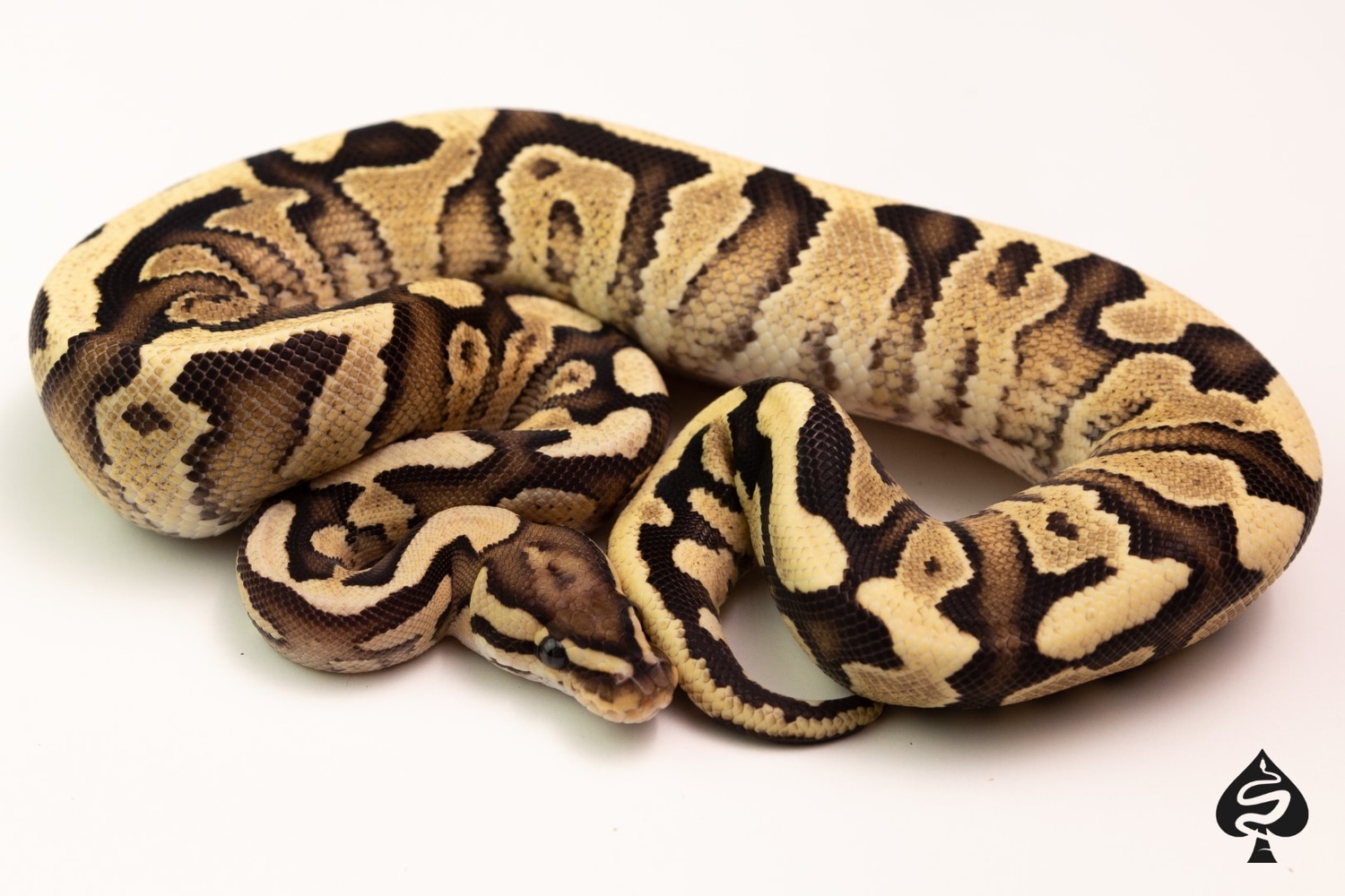 Fire Red Stripe (YB) Het Clown Ball Python by Spaids Reptiles - MorphMarket