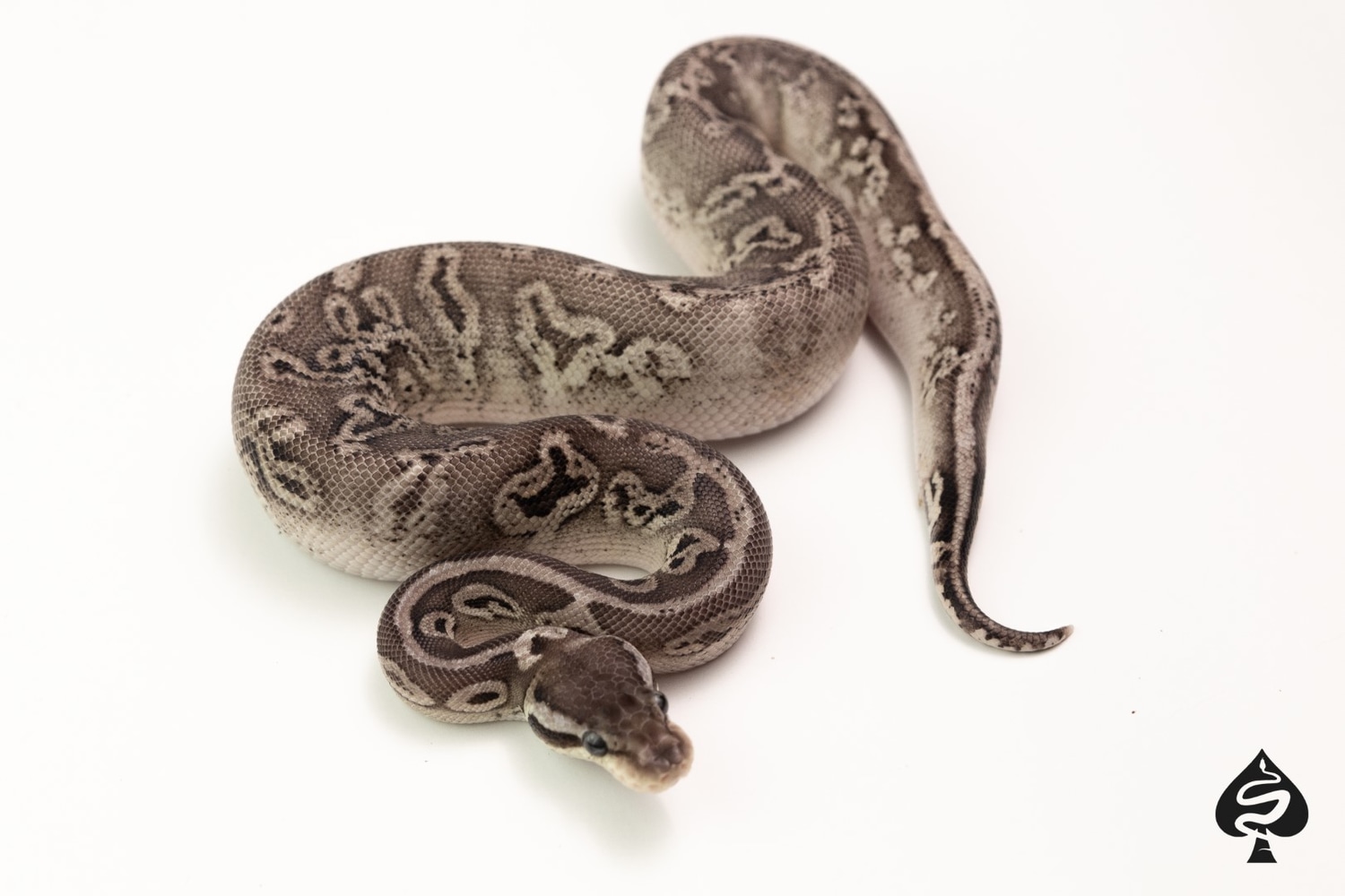 Barnhart Black Pewter Het Clown Ball Python by Spaids Reptiles ...