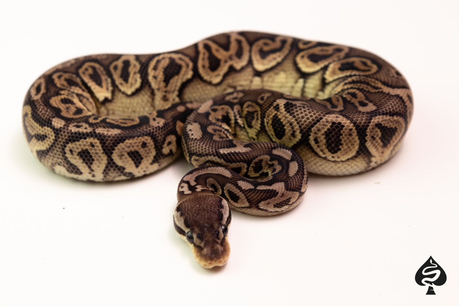 Barnhart Black Pewter YB Het Clown Ball Python by Spaids Reptiles ...