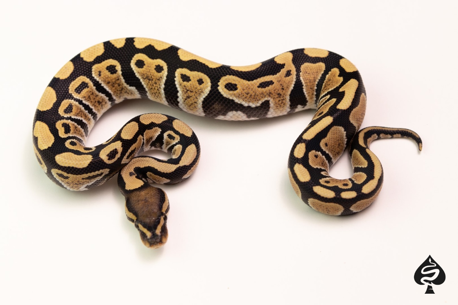 Desert Ghost Het Clown Ball Python by Spaids Reptiles - MorphMarket