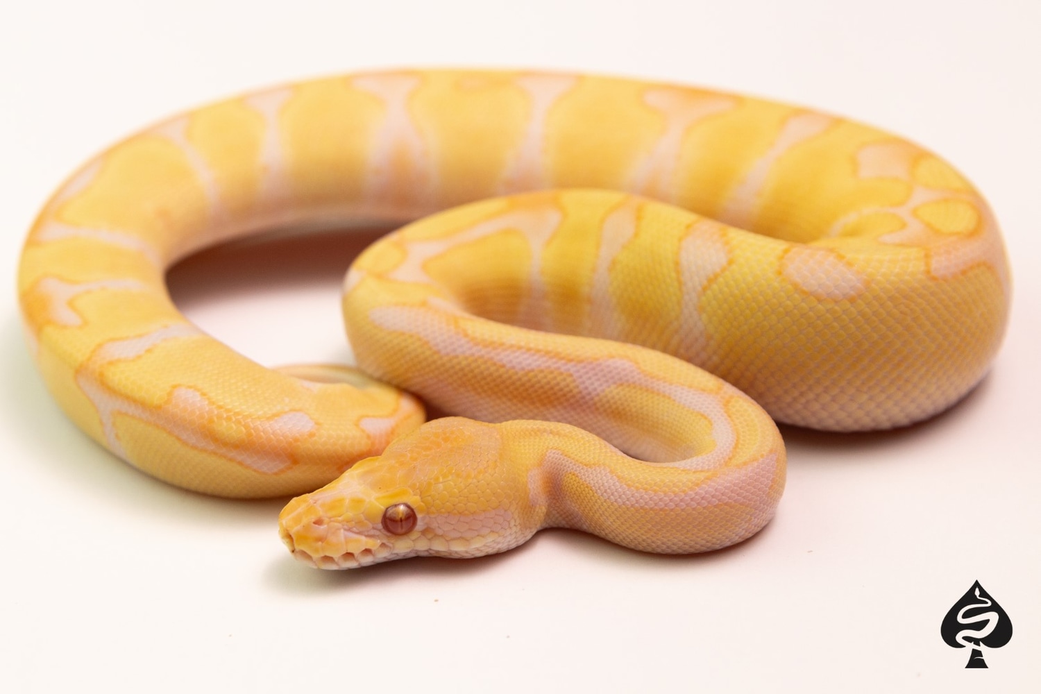 Enchi Candino Het Pied Ball Python by Spaids Reptiles - MorphMarket