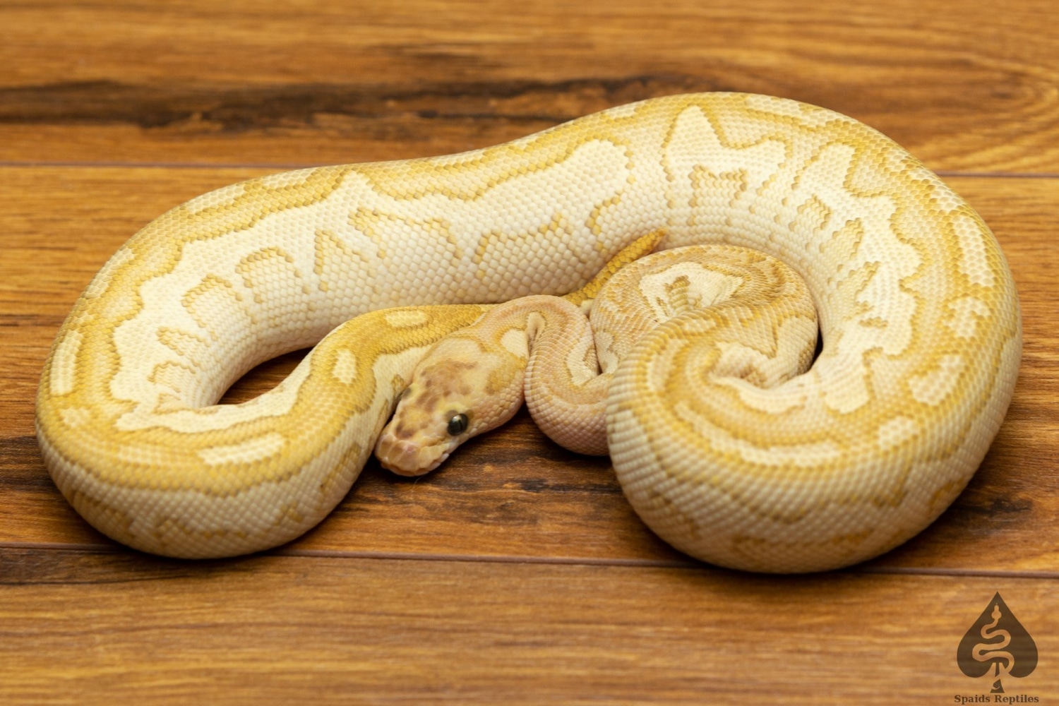 Lesser Red Stripe Clown Ball Python by Spaids Reptiles - MorphMarket