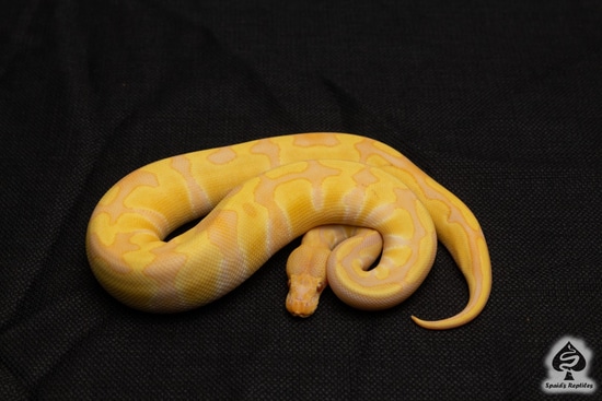 Enchi Candino Het Pied Ball Python by Spaids Reptiles