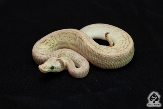 Stranger Pastel Lesser Leopard Clown Ball Python by Spaids Reptiles