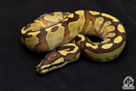 Fire Enchi YB Het Pied Ball Python by Spaids Reptiles