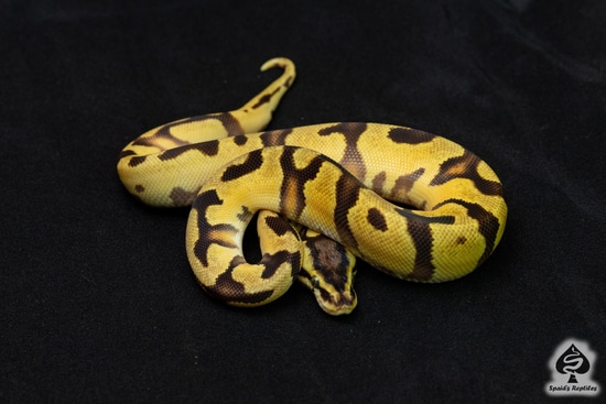 Pastel Orange Dream Leopard Enchi DH Clown Pied Ball Python by Spaids ...