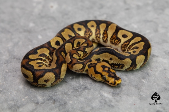Spotnose YB Clown Ball Python by Spaids Reptiles