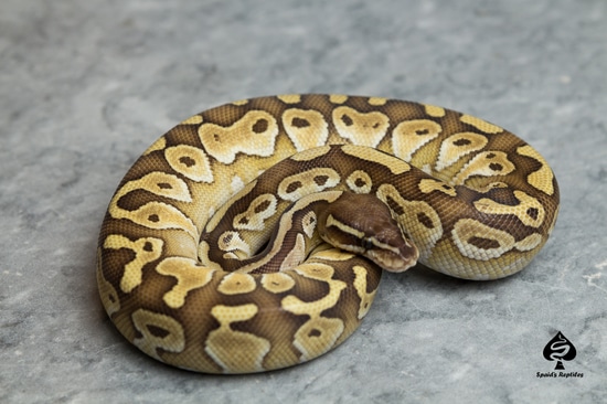 Lesser Het Monsoon Ball Python by Spaids Reptiles