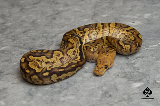 Fire Stranger Clown Ball Python by Spaids Reptiles