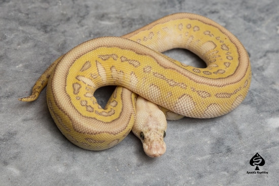 GHI Leopard Lesser Pastel Clown Ball Python by Spaids Reptiles