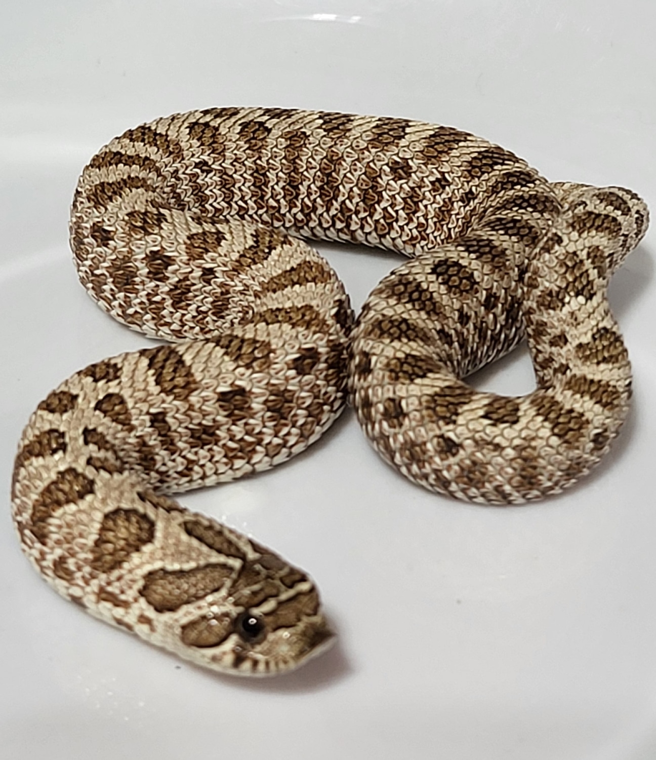 Watermelon Arctic 100% Ph Albino, 66% Ph Sable,50% Ph Axanthic Western ...