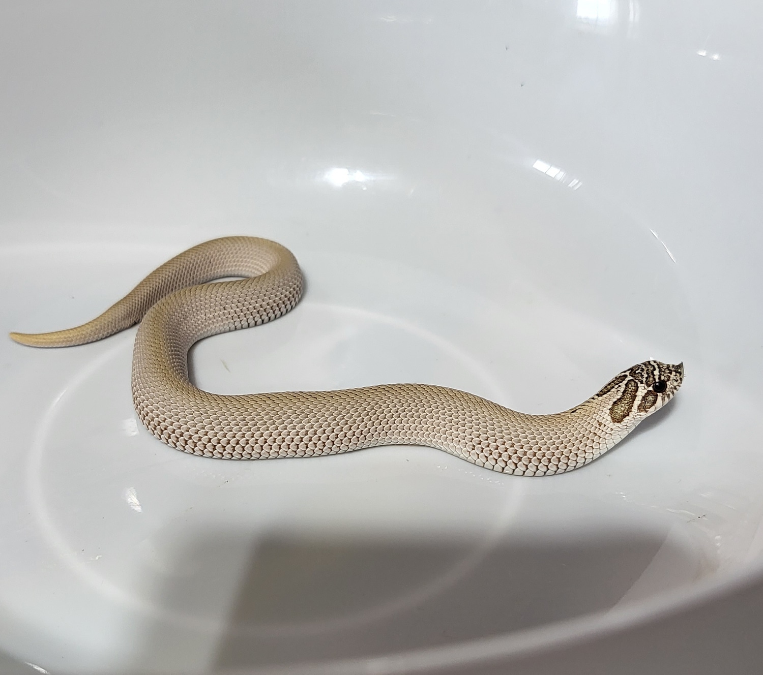 Watermelon Arctic Super Conda 66% Ph Albino 66% Ph Sable Western ...