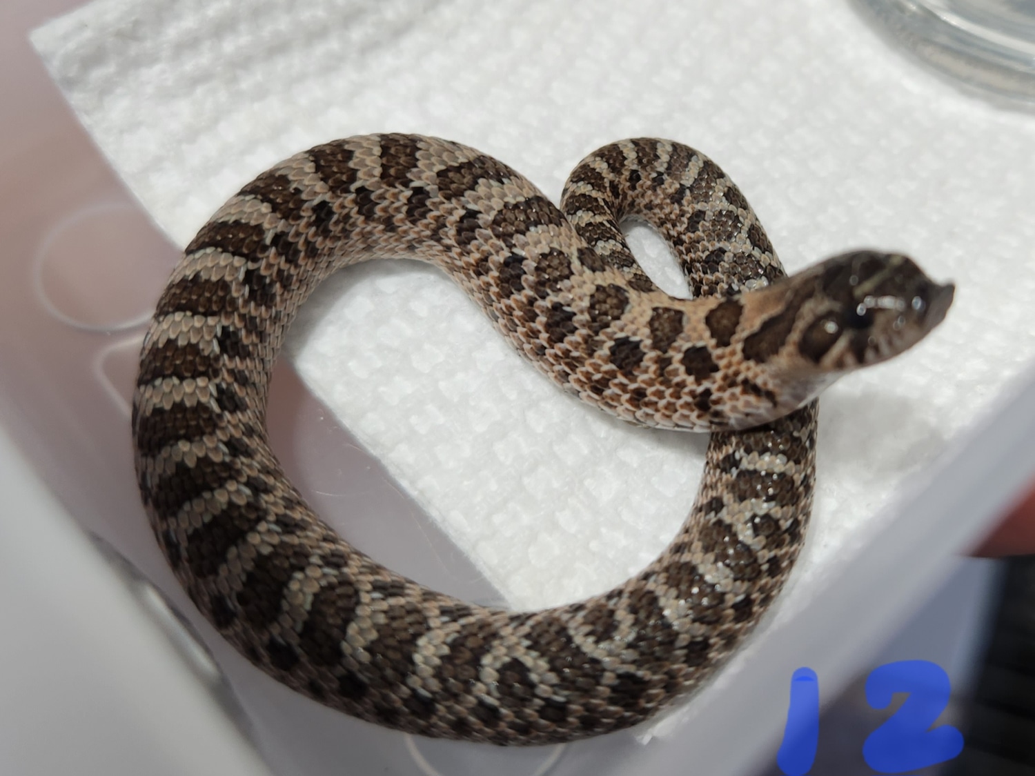 Arctic Sable 100% Het Albino Western Hognose by Sparks hognose ...