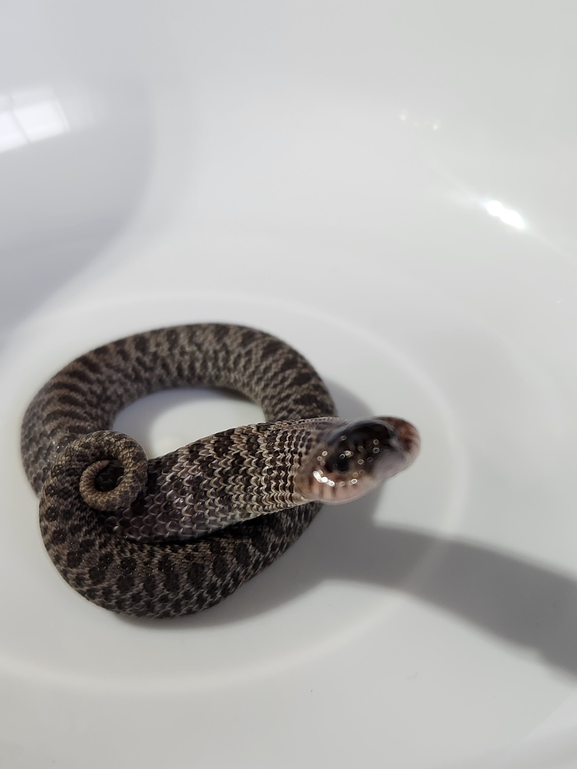 Super Arctic Sable 100% Het Albino Western Hognose by Sparks hognose ...