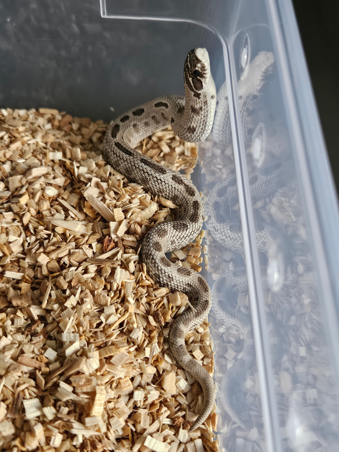 Axanthic Anaconda Het Albino Western Hognose by Sparks hognose ...