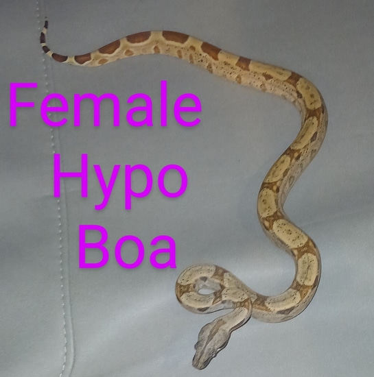 23' Female Hypo Jungle Boa Bci Boa Constrictor by Sparky's Serpents