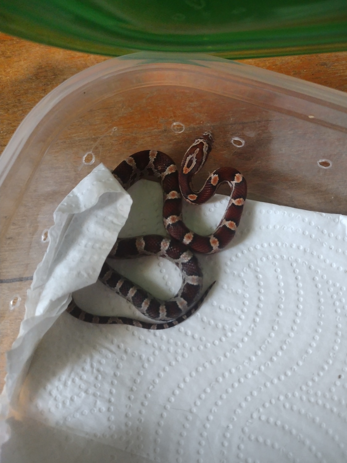 20220727-08 Normal Corn Snake by Sparky's Scales - MorphMarket