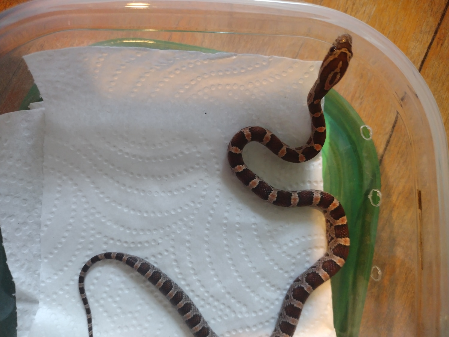 20220727-18 Normal Corn Snake by Sparky's Scales - MorphMarket