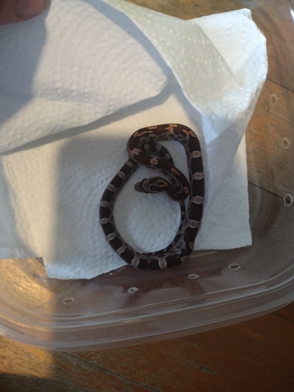 20220727-04 Normal Corn Snake by Sparky's Scales