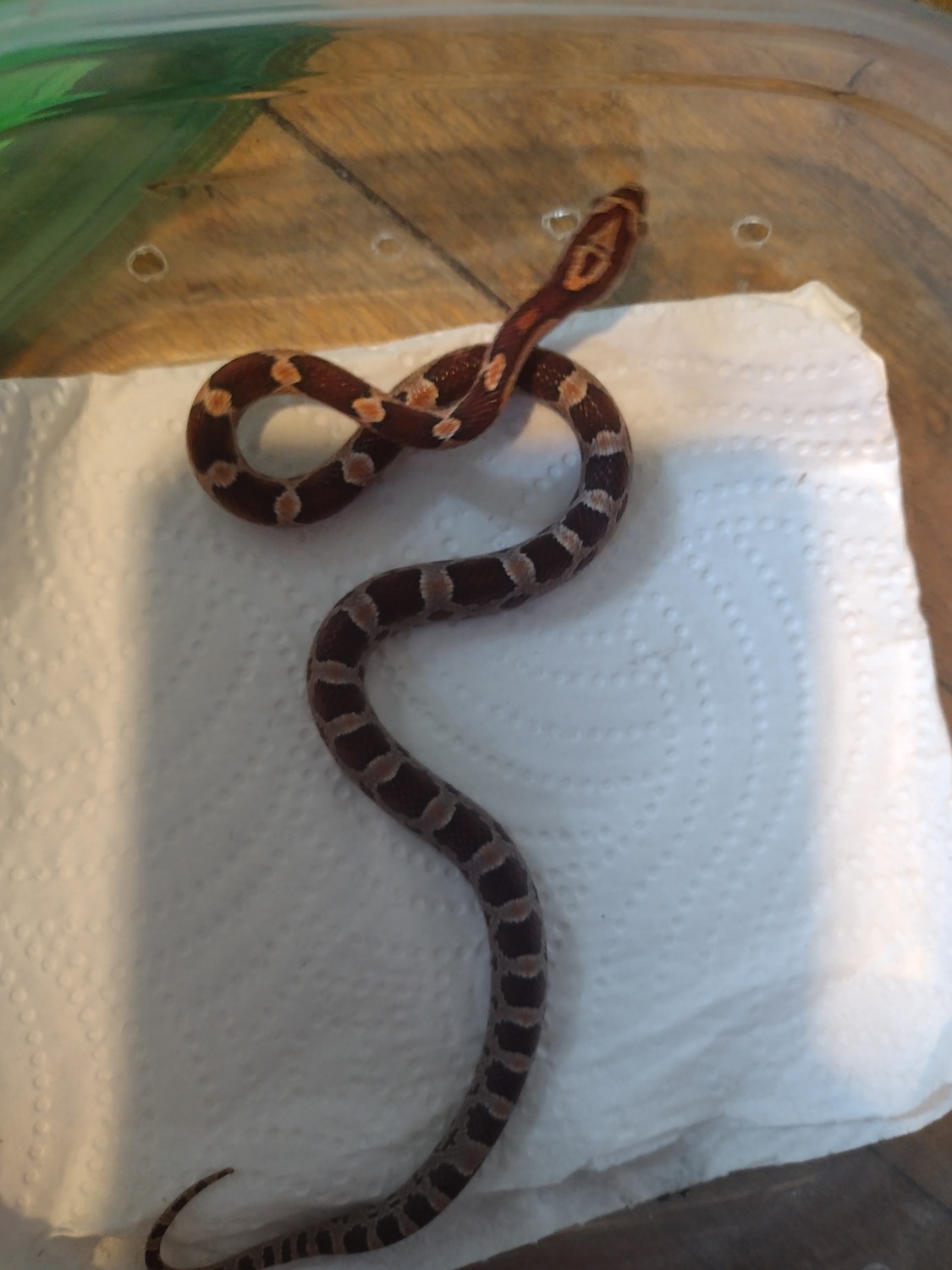 20220727-03 Normal Corn Snake by Sparky's Scales - MorphMarket
