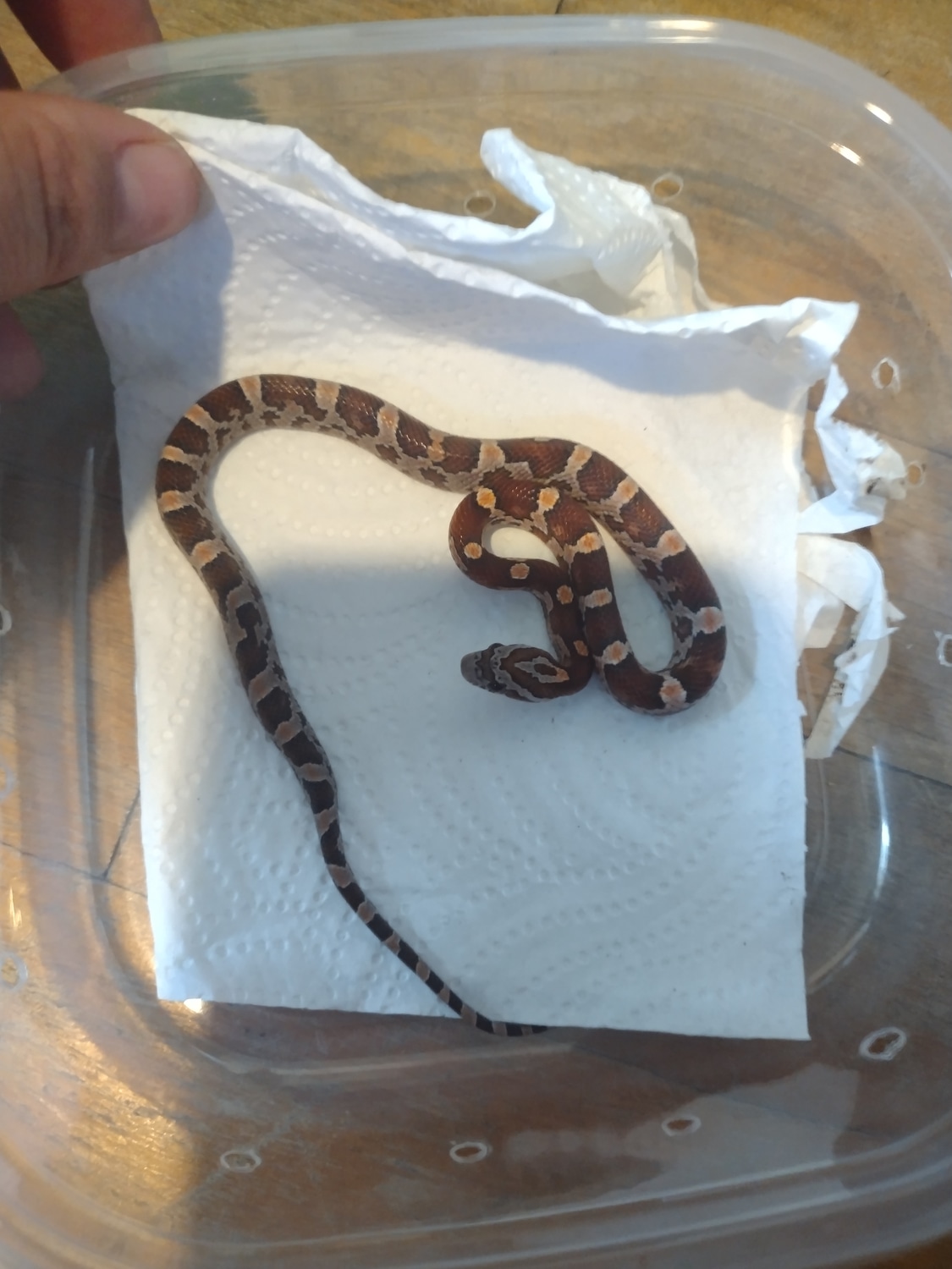 20220727-01 Normal Male Corn Snake by Sparky's Scales - MorphMarket