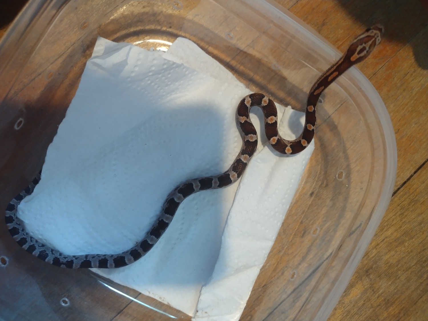20220727-11 Normal Male Corn Snake by Sparky's Scales - MorphMarket