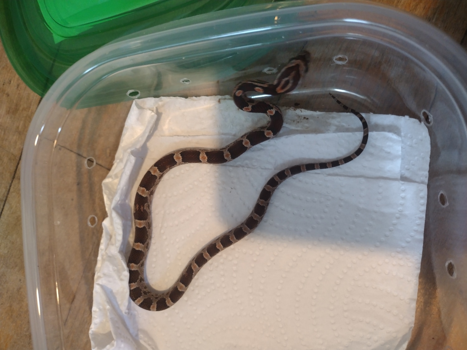 20220727-02 Normal Corn Snake by Sparky's Scales - MorphMarket