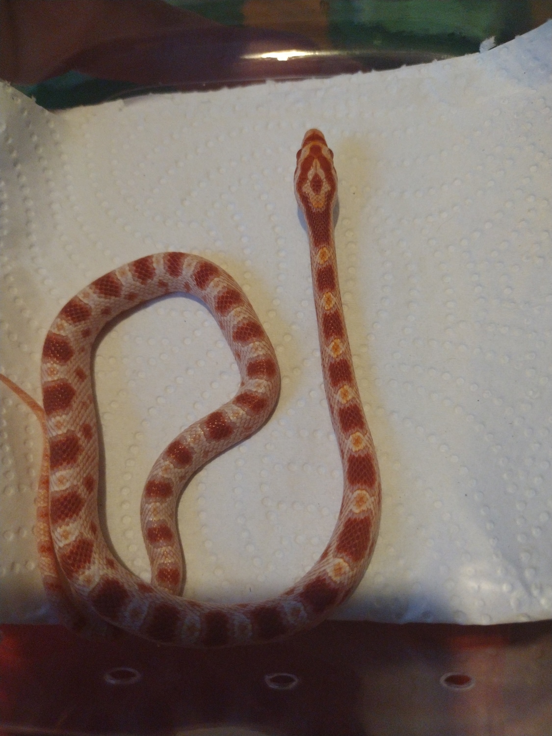 20220717 Amel Het Motley Stripe Corn Snake by Sparky's Scales - MorphMarket