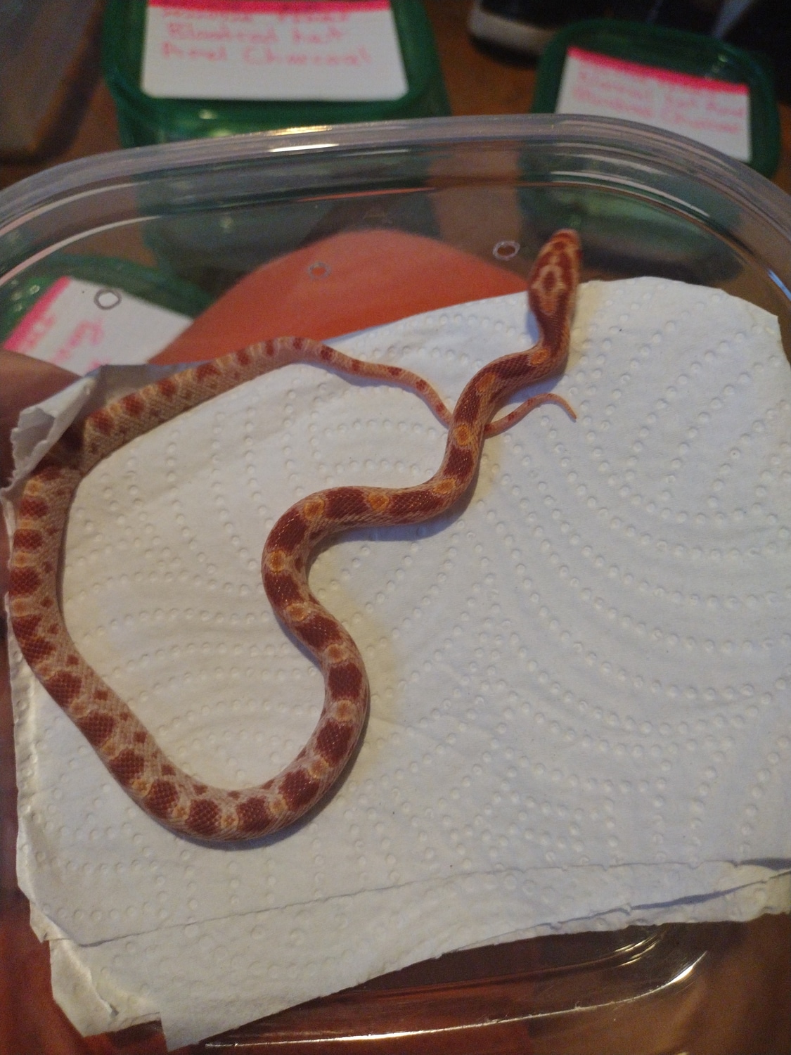 20220717-13 Amel Het Motley Stripe Corn Snake by Sparky's Scales ...