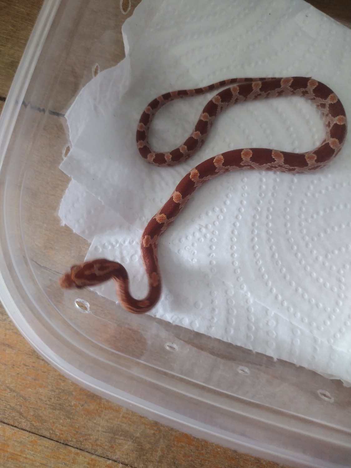 20220719-21 Male Hypo Het Anery Het Motley Het Stripe Corn Snake by ...
