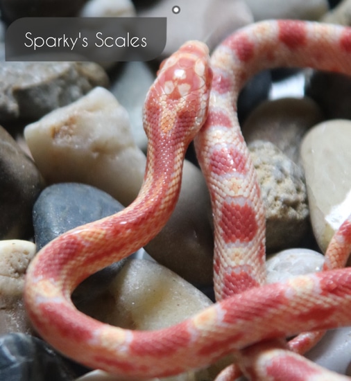 Male Amel Het Motley Stripe Corn Snake by Sparky's Scales