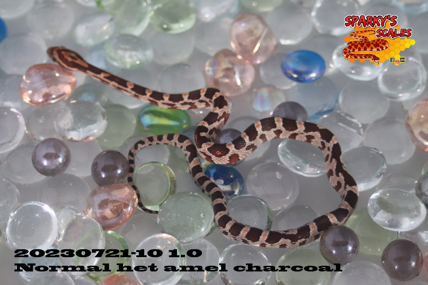 Male Normal Het Amel Charcoal Corn Snake by Sparky's Scales - MorphMarket