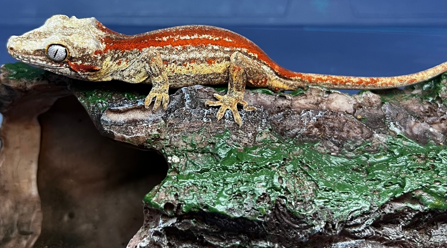 Red Stripe (Deadpool Line) Flash Sale, Shipping Included Gargoyle Gecko ...