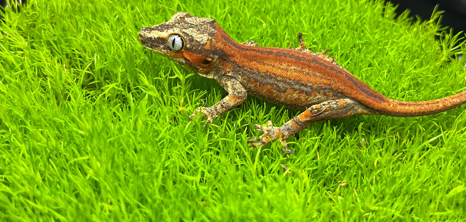 Red And Orange Stripe Gargoyle (Free Shipping) Gargoyle Gecko by ...