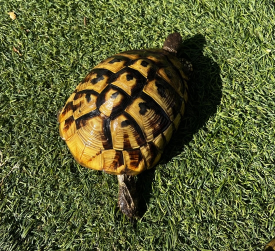Hermanns Tortoise (Proven Breeder) Hermann's Tortoise by WarBear Reptiles