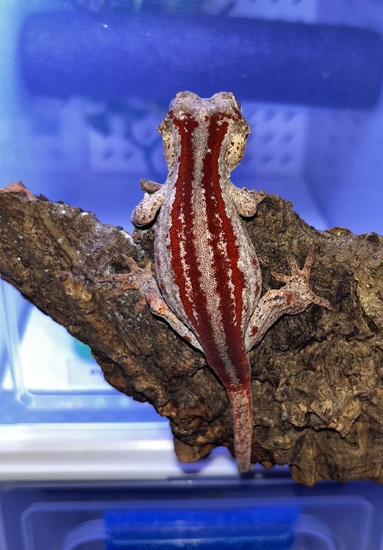 Red Stripe Gargoyle Gecko (DeadPool Line) by WarBear Reptiles