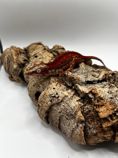 Red And Orange Stripe (DeadPool Line) Gargoyle Gecko by WarBear Reptiles