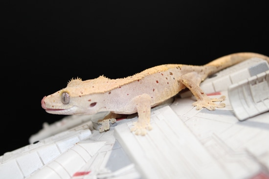 Red And Black Spot Dal (Low Reserve) Crested Gecko by WarBear Reptiles