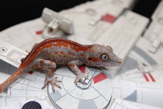 Red Stripe Garg Gargoyle Gecko by WarBear Reptiles