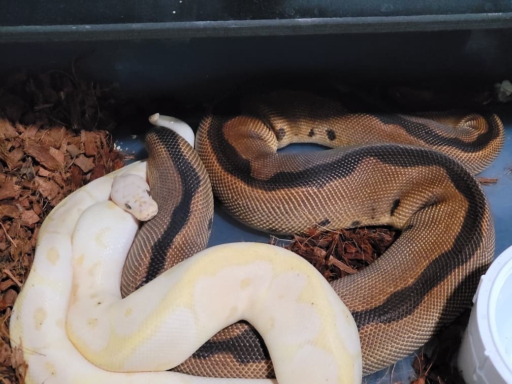 Banana Pastel Clown Ball Python by Spartan Pythons - MorphMarket