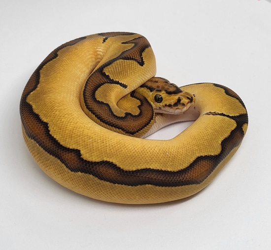Orange Dream, Blade, Enchi, Clown Ball Python by Spartan Pythons