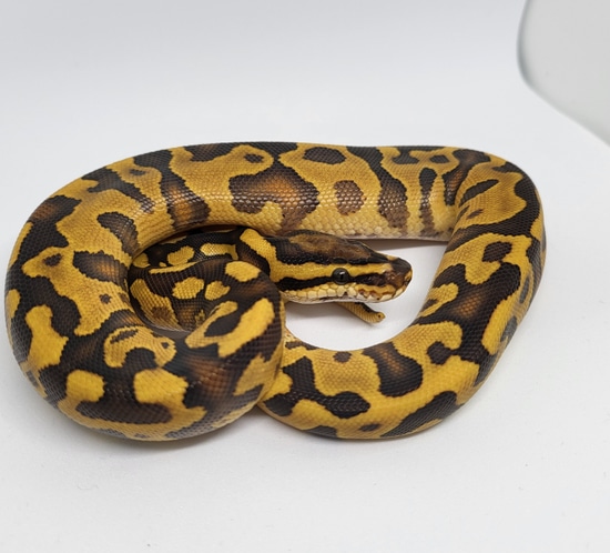 Orange Dream, Leopard, Enchi Het Clown Ball Python by Familiar Folx ...