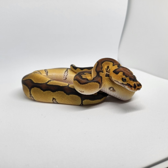 Enchi Yellowbelly Clown Ball Python by Familiar Folx Reptiles