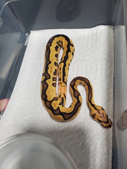 Orange Dream, Leopard, Enchi, Yellow Belly, Clown Ball Python by ...