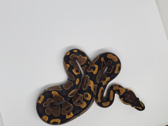 Het Pied/Clown 50% Hypo/Axanthic Ball Python by Spartan Pythons